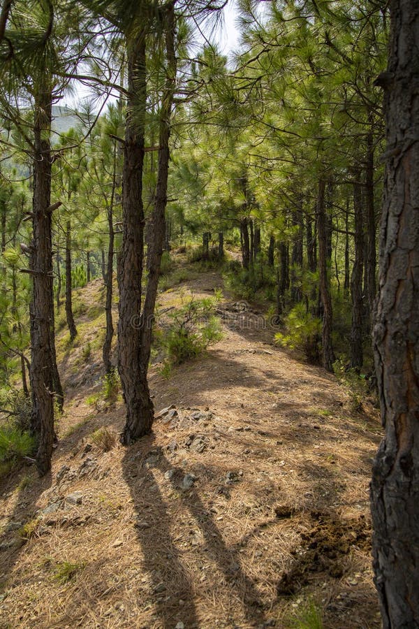 Natural Beauty of Swat Valley Pakistan Stock Photo - Image of swat ...