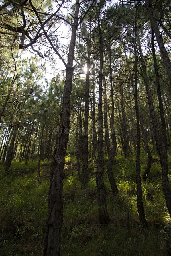 Natural Beauty of Swat Valley Pakistan Stock Photo - Image of natural ...