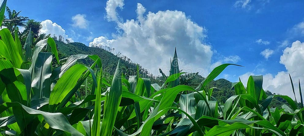 Natural Beauty in Tonjong Plantation Central Java Stock Photo - Image ...