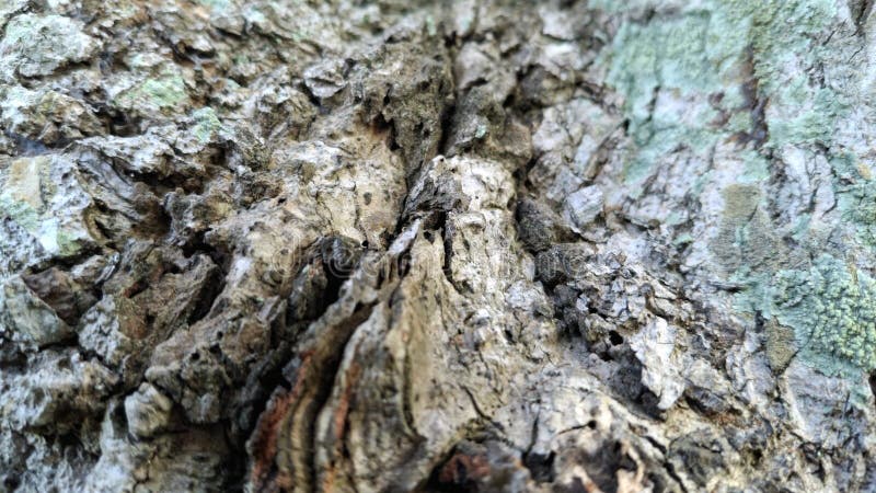 Natural Beauty: Tree Bark with a Charming and Attractive Texture Stock ...