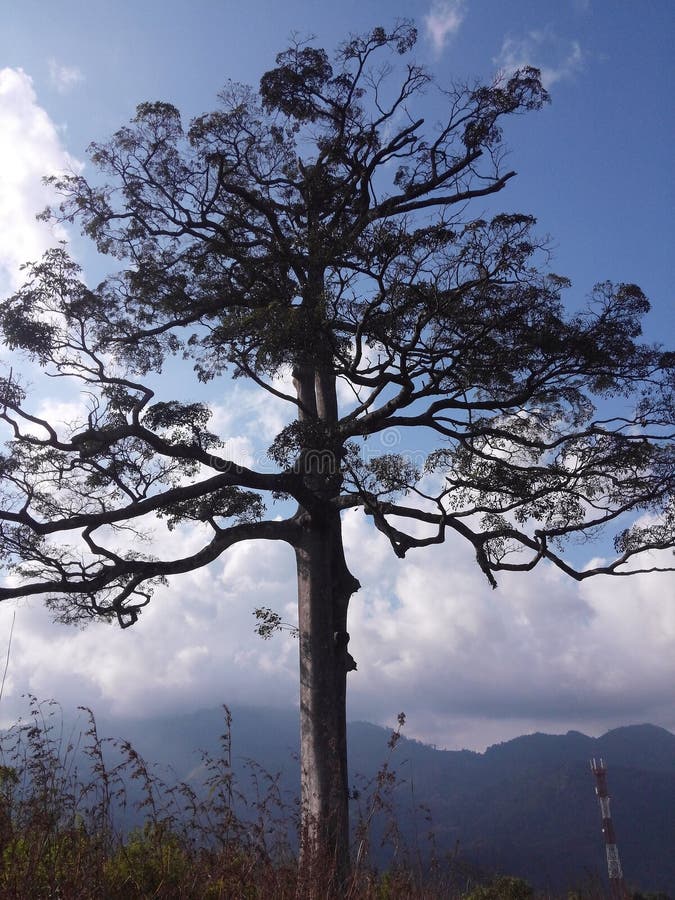 Natural Beauty of a Tree in the Top of the Mountain Range Stock Image ...