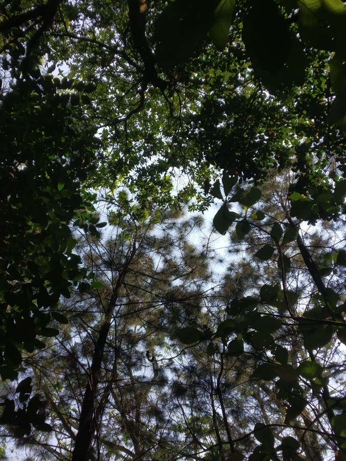 Natural beauty / the trees stock photo. Image of forest - 227353572