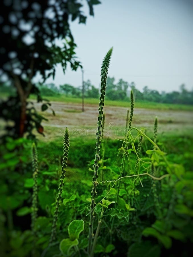 Natural Beauty Try and Leef Stock Photo - Image of soil, natural: 332805948