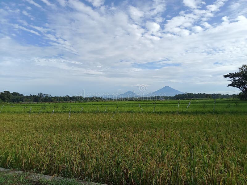 Natural Beauty with Views of Rice Fields that are almost Harvested and ...
