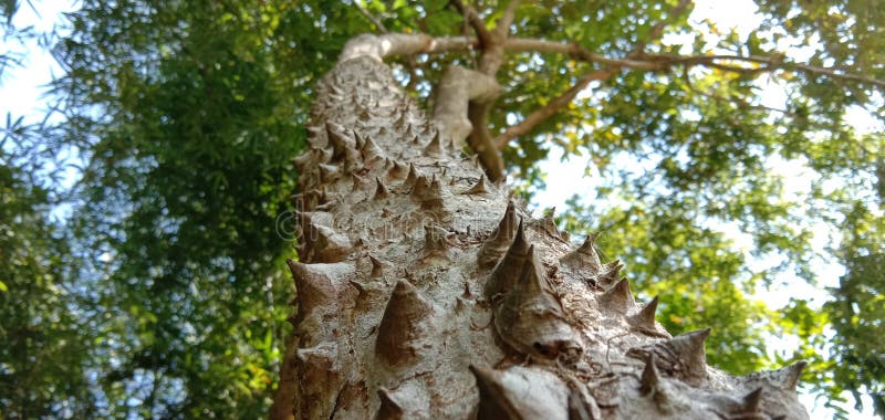 Spike tree editorial image. Image of spike, tree, beauty - 132549795