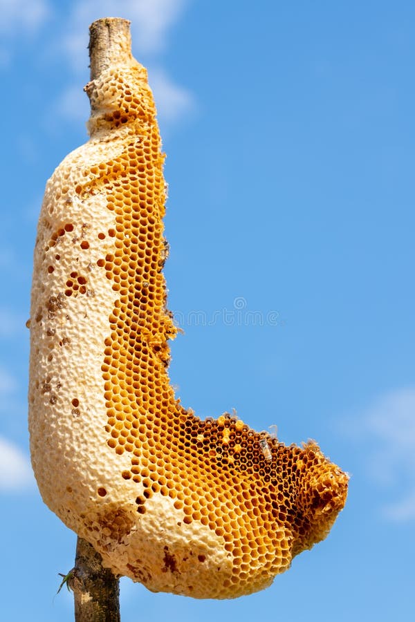 Natural bee hive stock image. Image of comb, beehive - 134763123