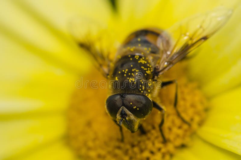 Natural bee stock photo. Image of nature, natural, green - 34243248