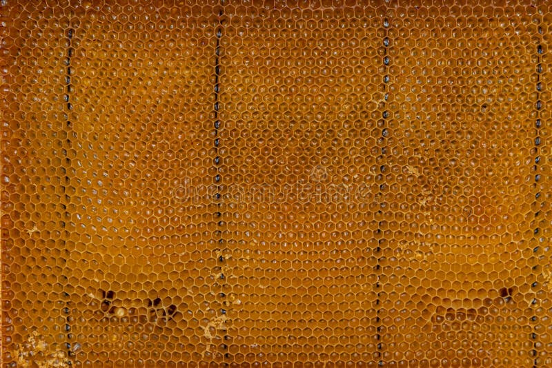 Natural Bee Panel Extracted from the Hive Stock Image - Image of farm ...