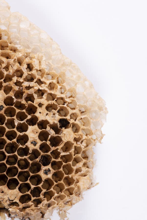 Natural Beehive with Bees and Lava Showing Structure and Design Using ...