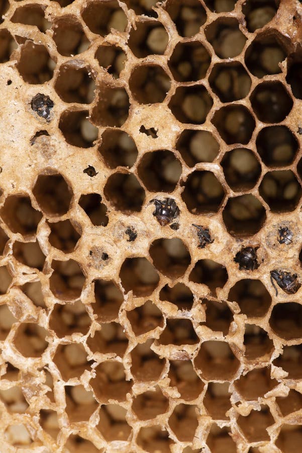 Natural Beehive with Bees and Lava Showing Structure and Design Using ...