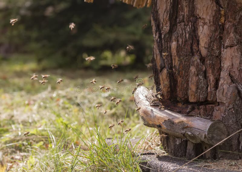 Natural beehive stock photo. Image of pine, beehive, traditional - 44153260