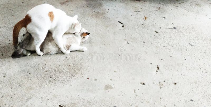 Cat Mating, Love between Cats Stock Image - Image of womencat, animal ...