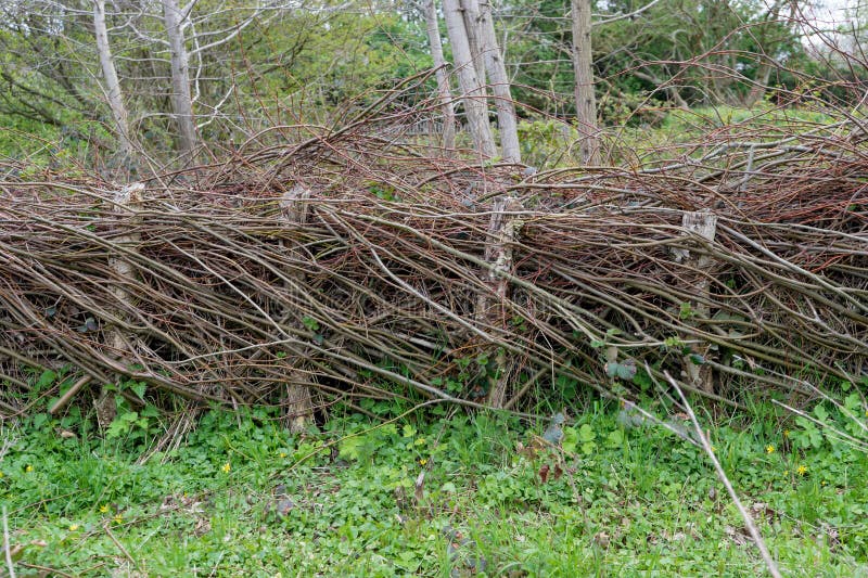Natural Benjes Hedge with Willow Branches Stock Photo - Image of hedge ...