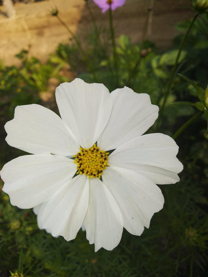 Natural beuty ful flower stock image. Image of beuty - 135201411