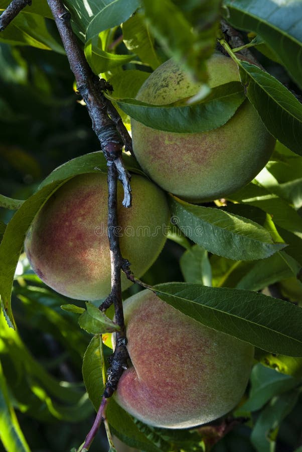 Natural big peaches stock image. Image of blue, fresh - 183856171