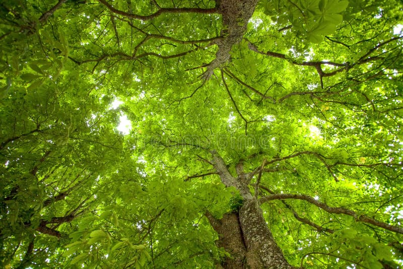Natural big tree ceiling stock image. Image of outdoor - 5227023