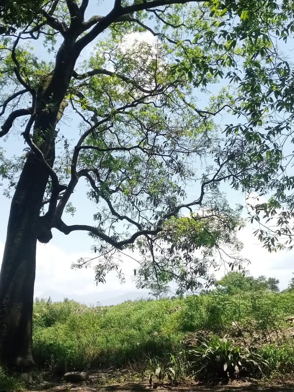 Natural Big Tree on the River Bank Stock Photo - Image of natural, bank ...