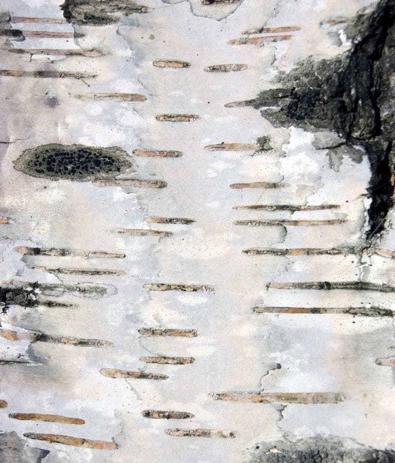 2,217 Birch Bark Paper Nature Background Stock Photos - Free & Royalty ...