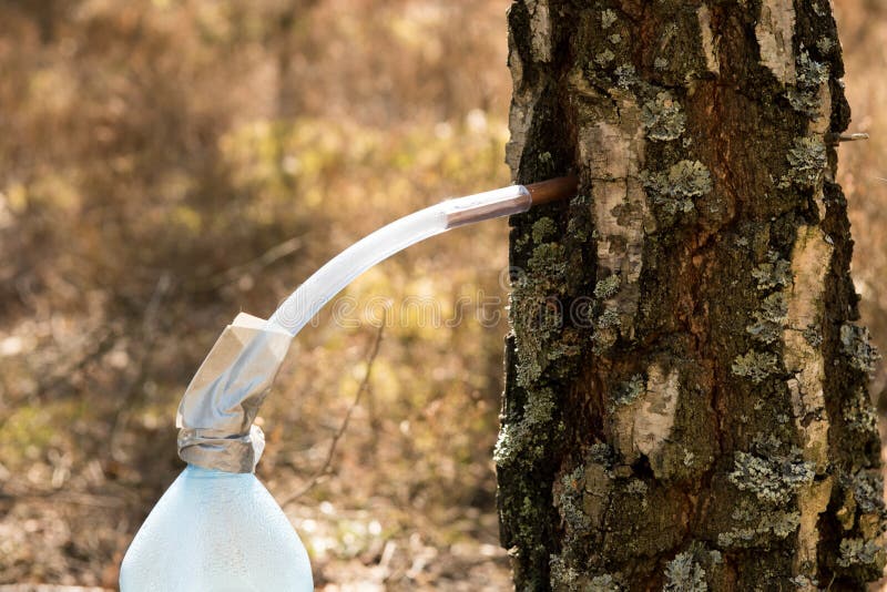 Natural birch juice stock photo. Image of drop, dripping - 113872604