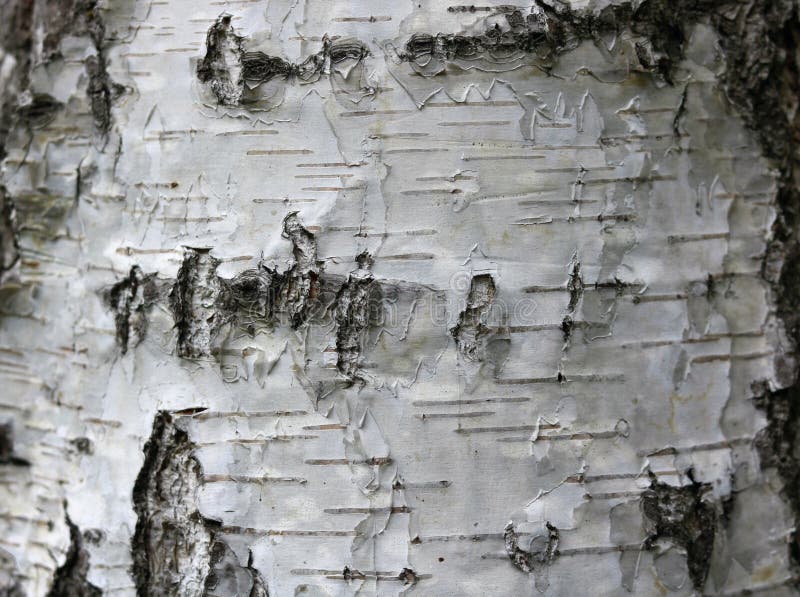 Natural birch texture stock image. Image of detail, grain - 112405081