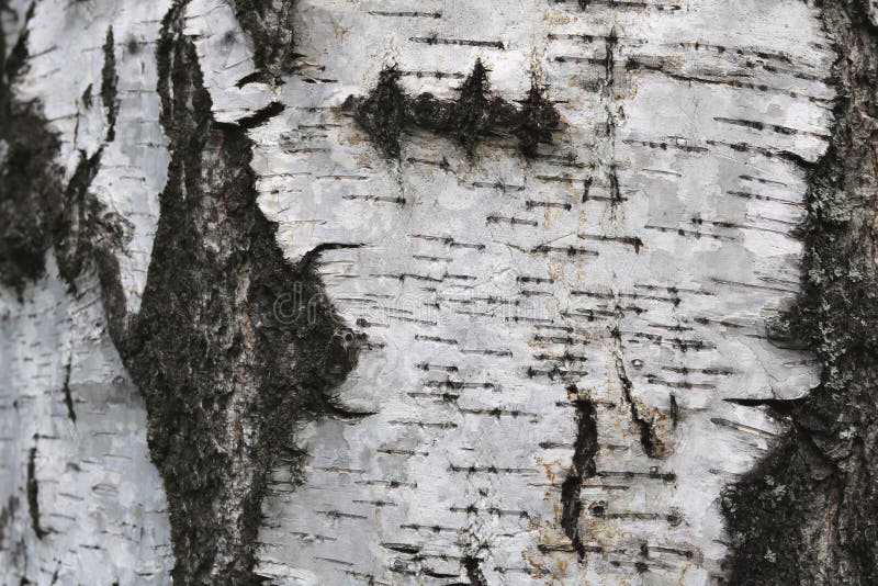 Natural birch texture stock photo. Image of background - 119703240