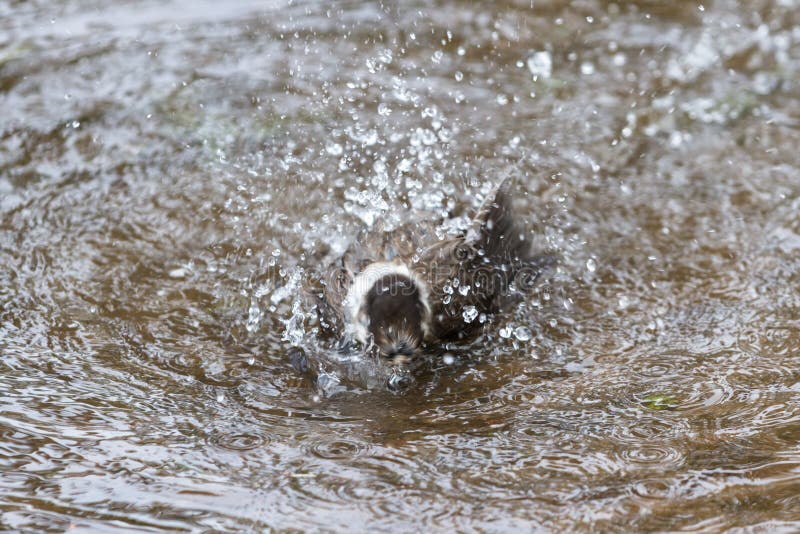 Natural bird bath stock photo. Image of blur, america - 58496208