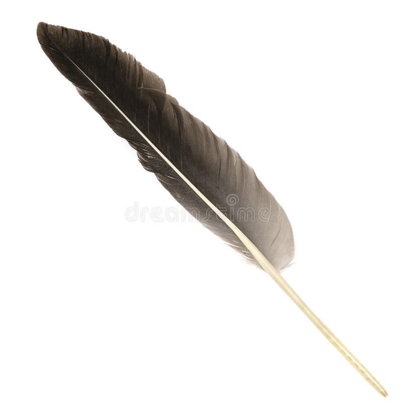 Natural Bird Feathers Isolated on a White Background. Big Goose ...