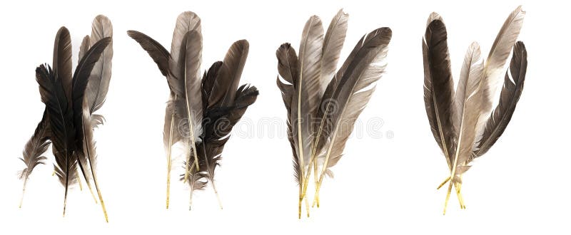 Natural Bird Feathers Isolated on a White Background. Collage Pigeon ...