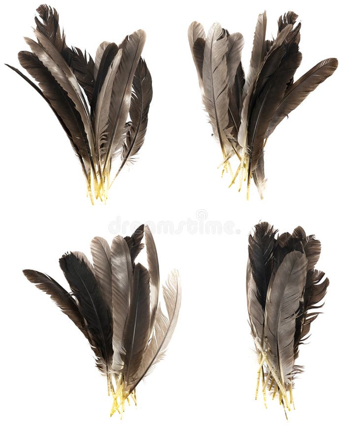 Natural Bird Feathers Isolated on a White Background. Collage Pigeon ...