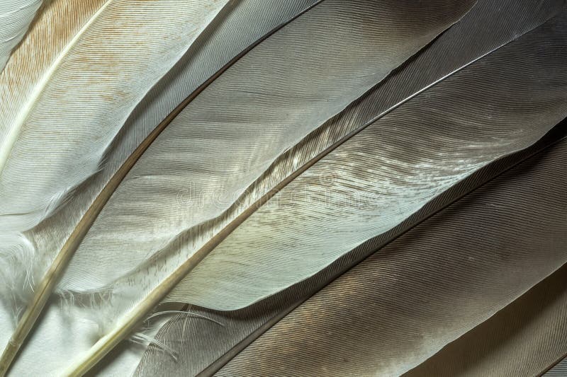 Natural feathers of birds stock image. Image of concept - 236311939