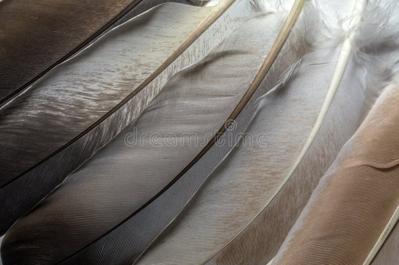 Natural feathers of birds stock image. Image of projects - 236311977