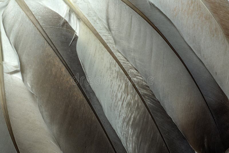 Natural feathers of birds stock photo. Image of natural - 236312098