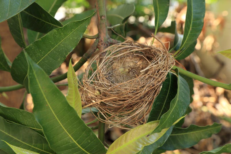 Natural Bird Nest on Evergreen Mango Tree Stock Photo - Image of home ...
