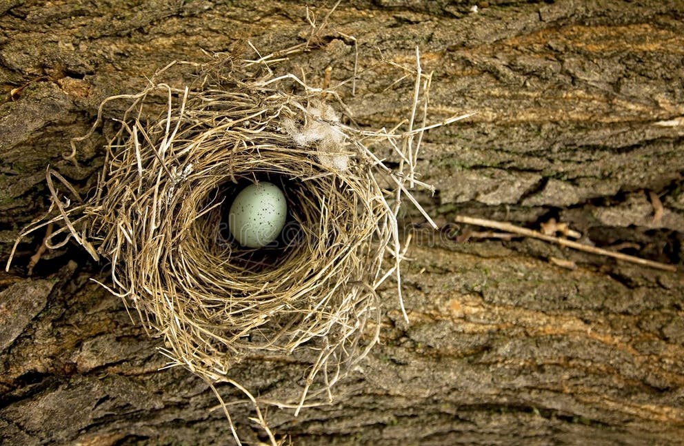 Natural Birds Nest stock photo. Image of natural, white - 93579378