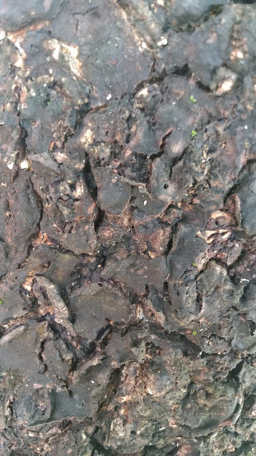 Natural Black Tree Bark with Rough Texture, Perfect for Decor, Art ...