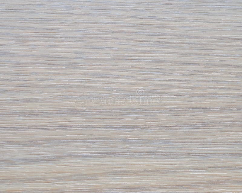 Natural Bleached Oak, Flat Polished Surface of Light Wood Close-up ...