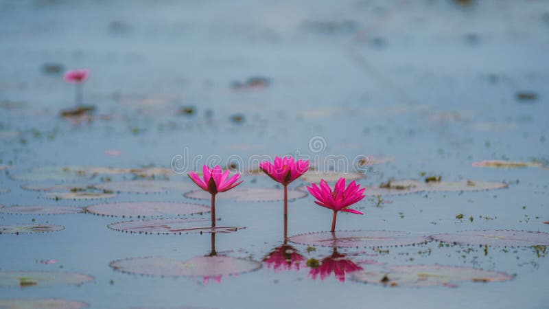 Natural Blooming Red Lotus Flower in Pond Stock Photo - Image of bloom ...