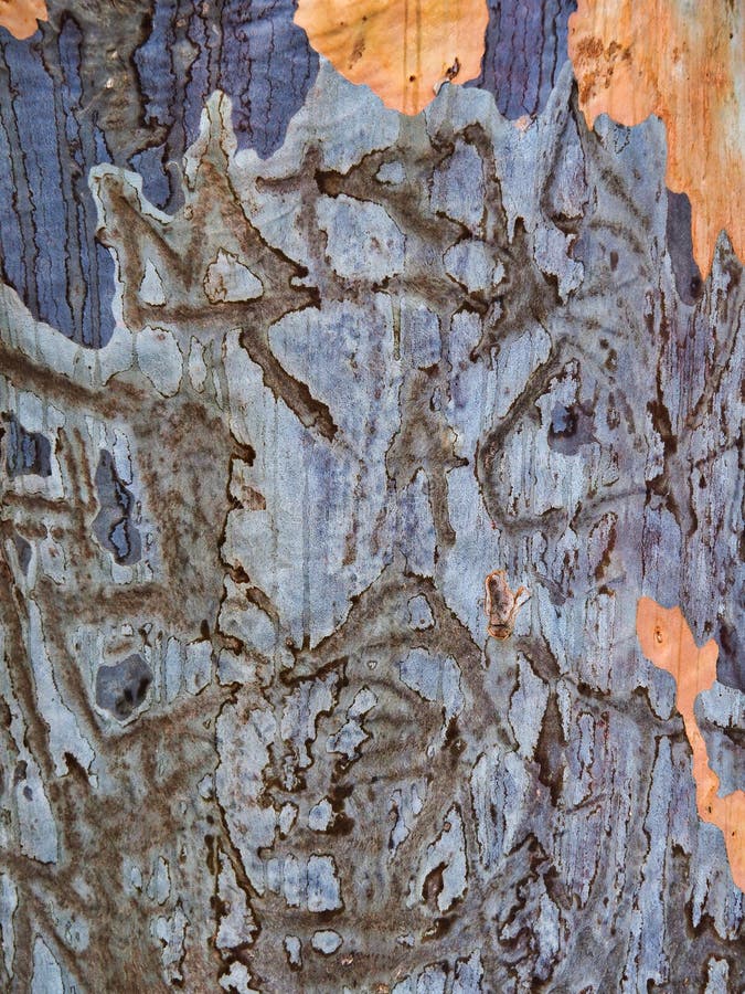 Abstract Blue Gum Bark Image Stock Photo - Image of australian ...