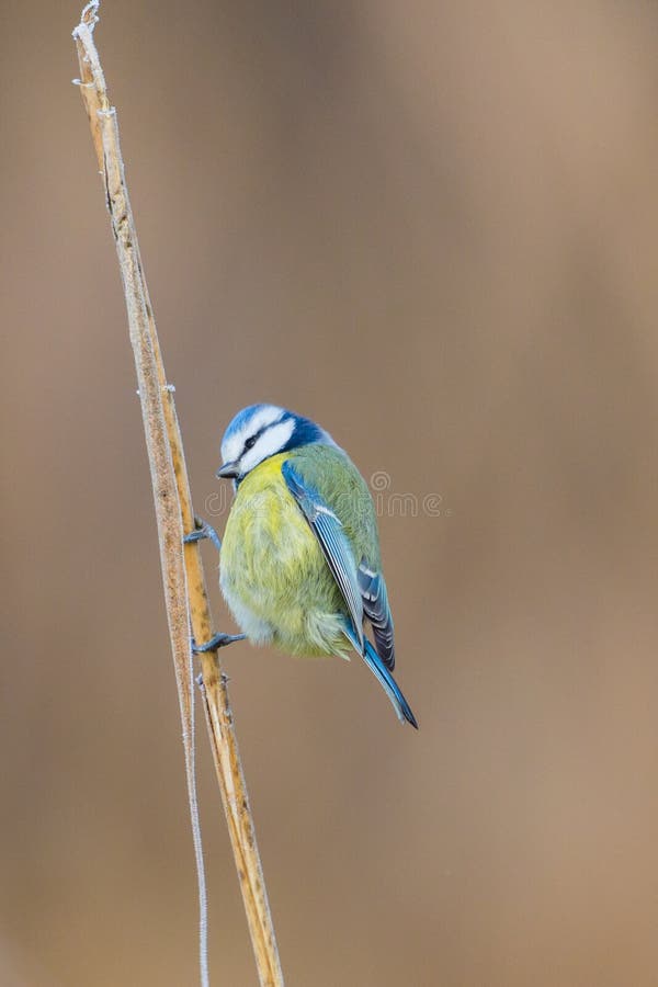 Blue Tit Bird Parus Caeruleus Standing on Reed Stalk Stock Photo ...