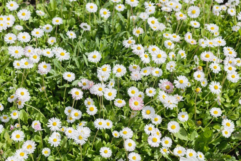 Natural blur pattern stock image. Image of natural, concept - 93323133