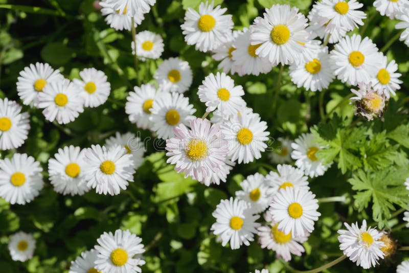 Natural blur pattern stock image. Image of background - 93326161