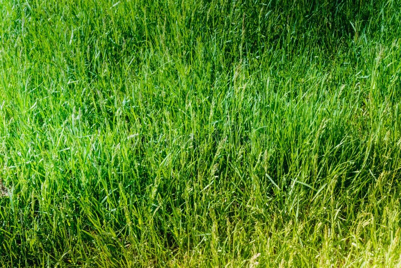 Natural blur pattern stock image. Image of blurred, beauty - 93326861