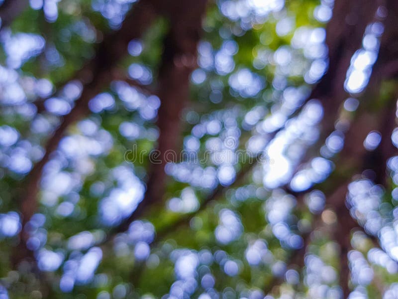 Natural blur,tree bokeh stock photo. Image of autumn - 183352930