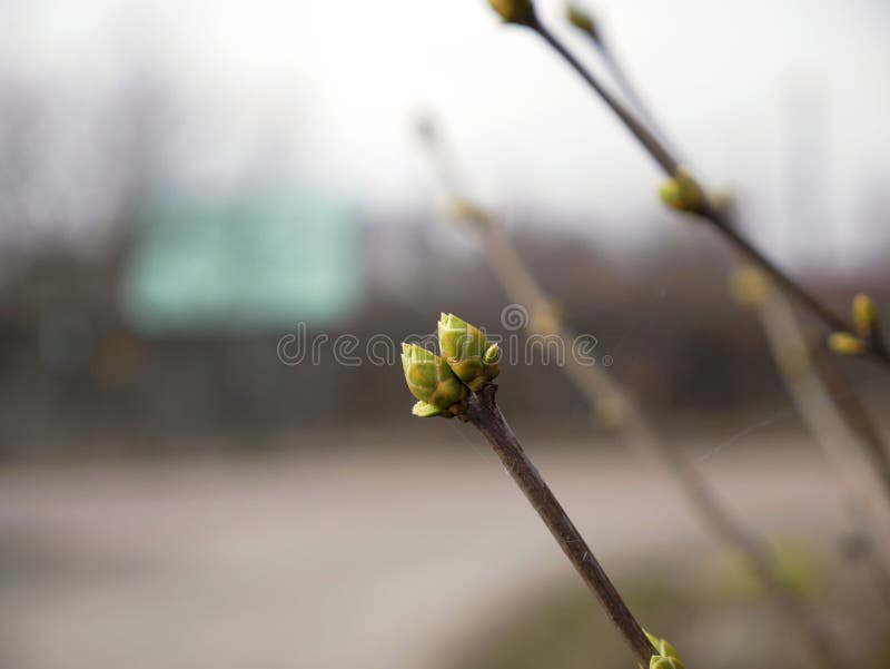 Natural Blurred Background Swollen Tree Bud Early Spring, Isolated ...