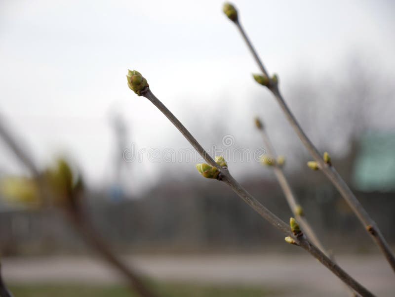Natural Blurred Background Swollen Tree Bud Early Spring, Isolated ...