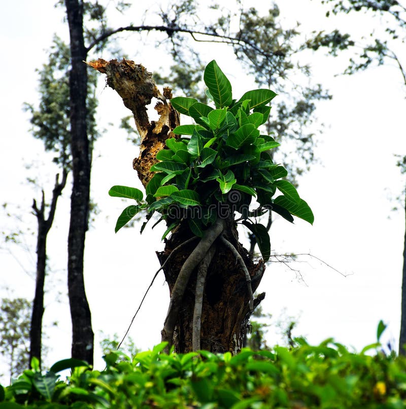 Natural Bonsai Tree on Died Tree Stock Image - Image of concept ...