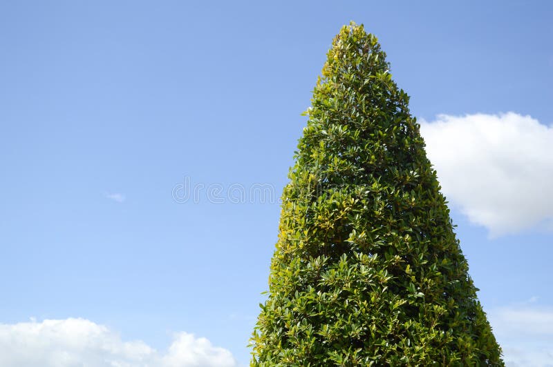 Natural Bonsai Tree in Garden Stock Image - Image of growth, green ...