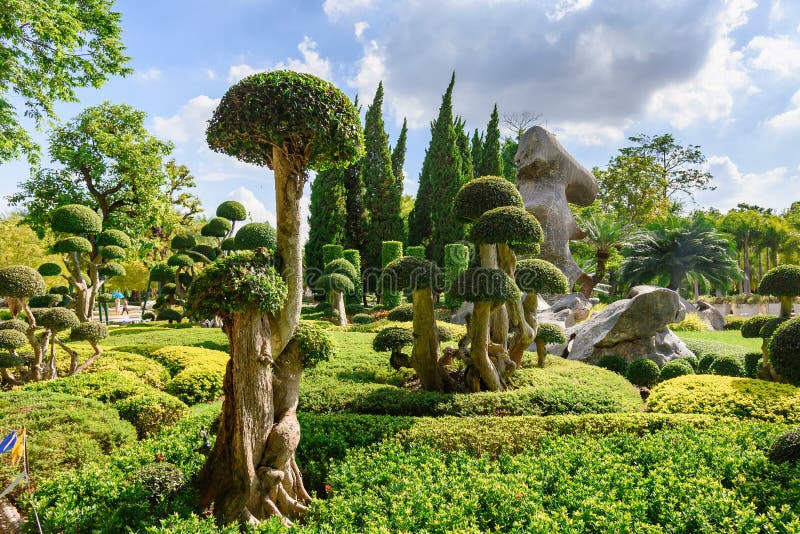 Natural Bonsai Tree Garden Lush Green Parks. Stock Photo - Image of ...