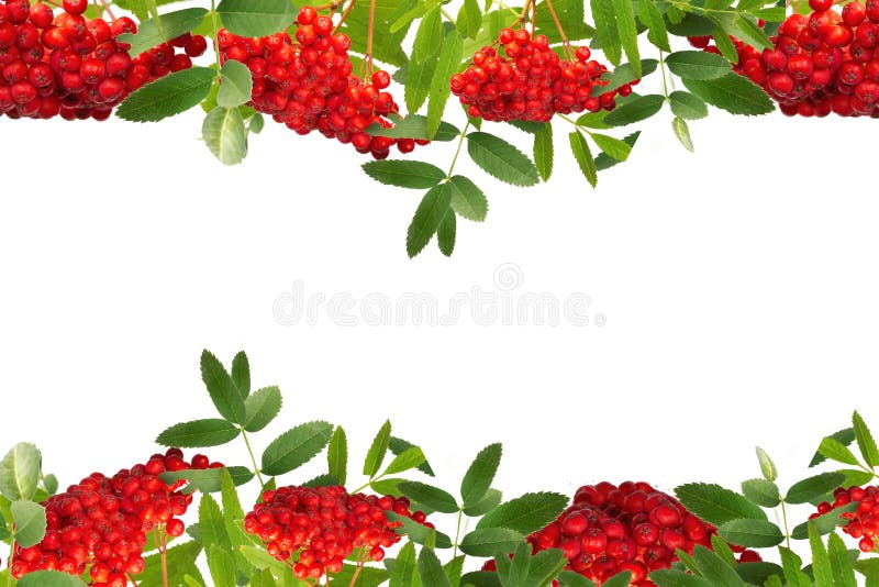Natural Border of Red Rowan Bunches for Frame and Decoration Stock ...