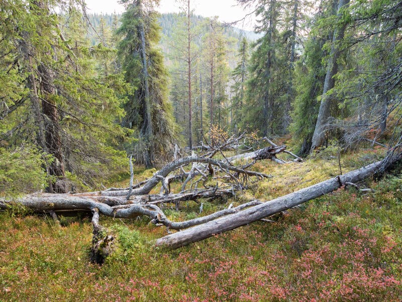 Natural Boreal Hillside Forest with Fallen Dead Trees Stock Image ...